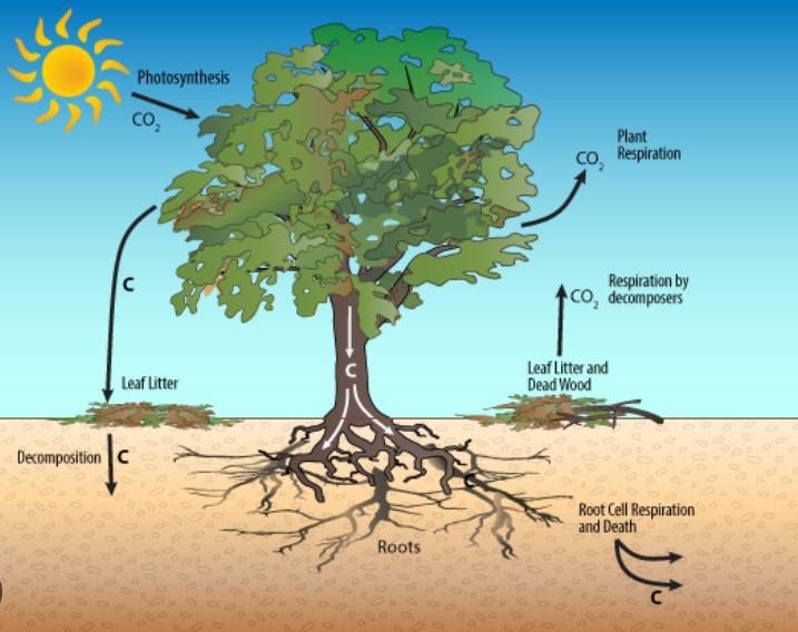 This month 1 like = 1 tree 🌳 (and that’s just the... - Atlassian Community