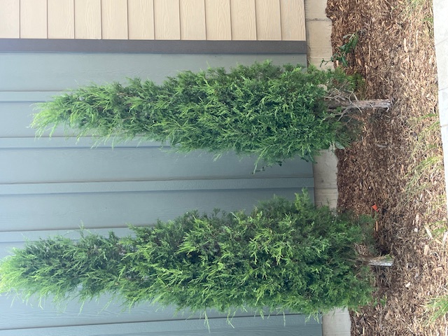 What trees are in your backyard? - Atlassian Community