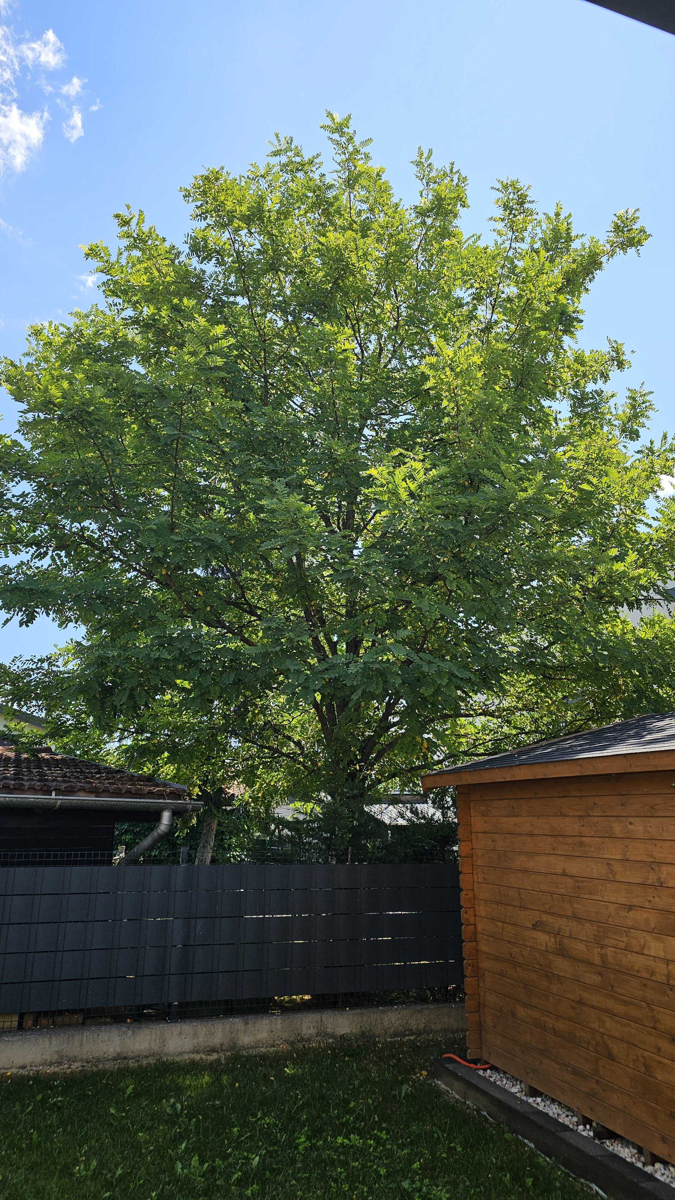 What trees are in your backyard? - Atlassian Community