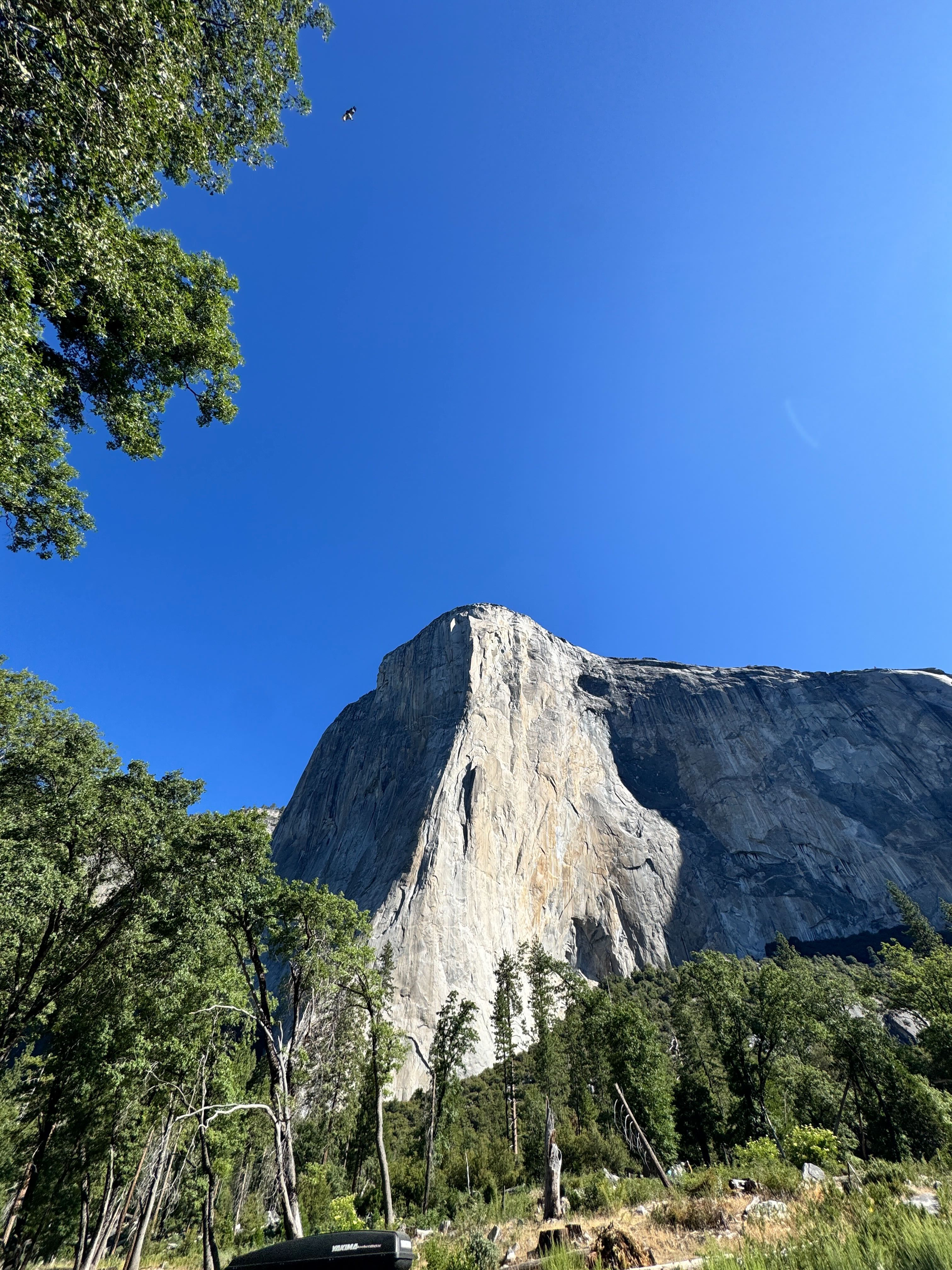 What trees are in your backyard? - Atlassian Community