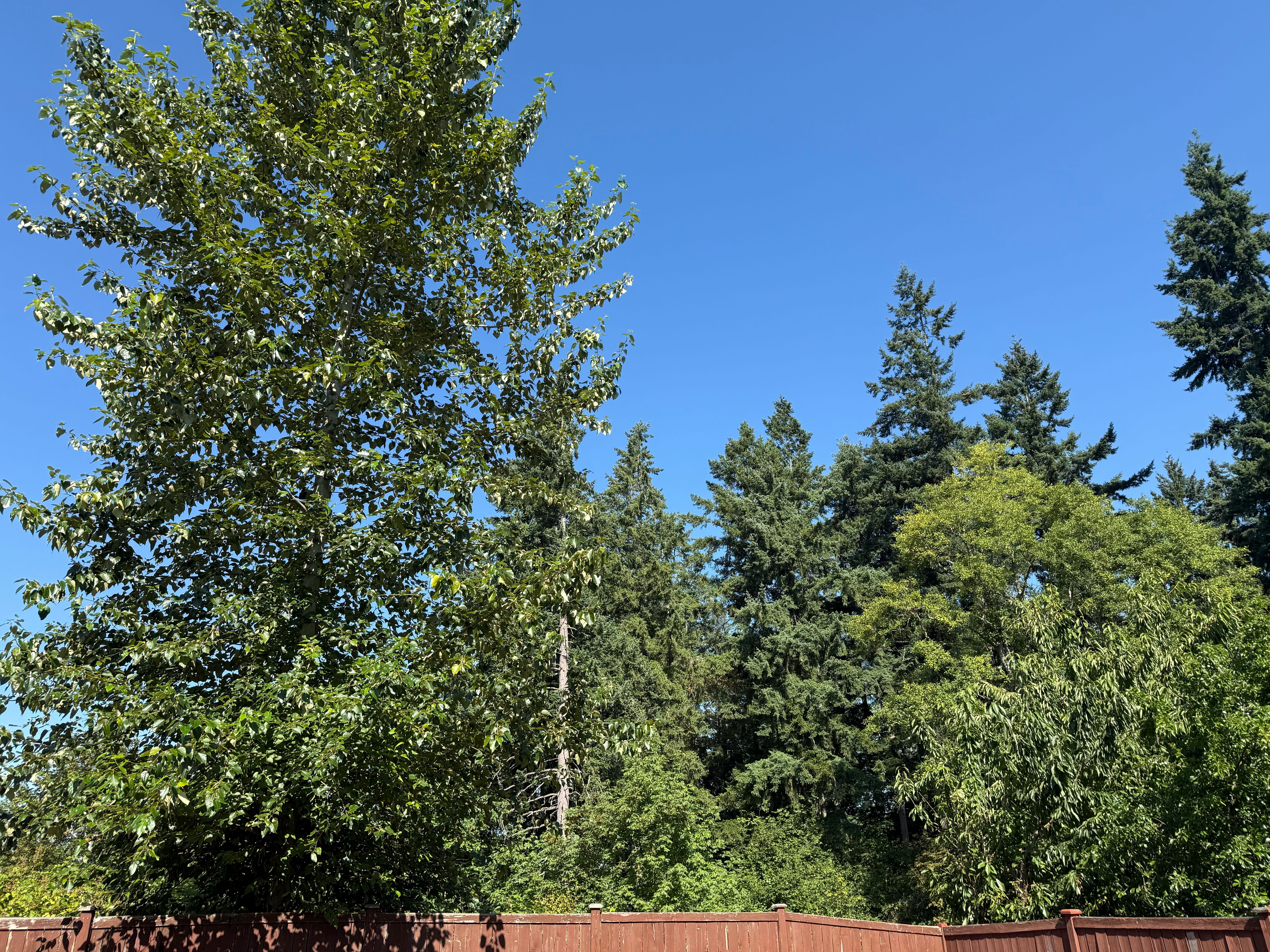 What trees are in your backyard? - Atlassian Community
