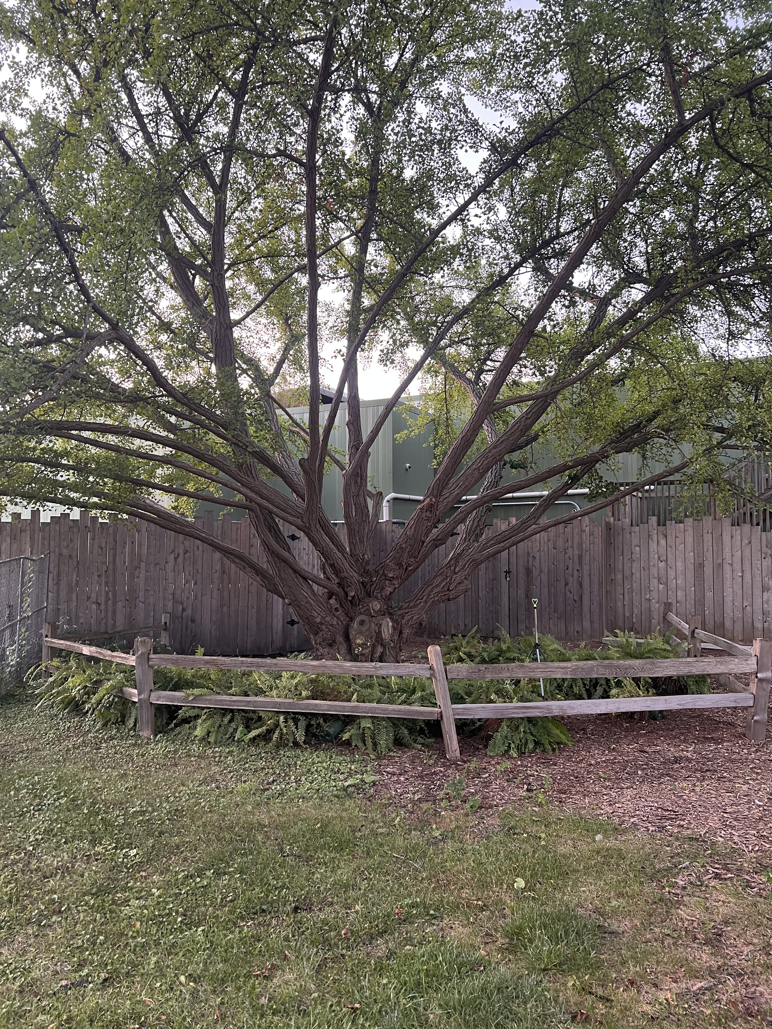What trees are in your backyard? - Atlassian Community