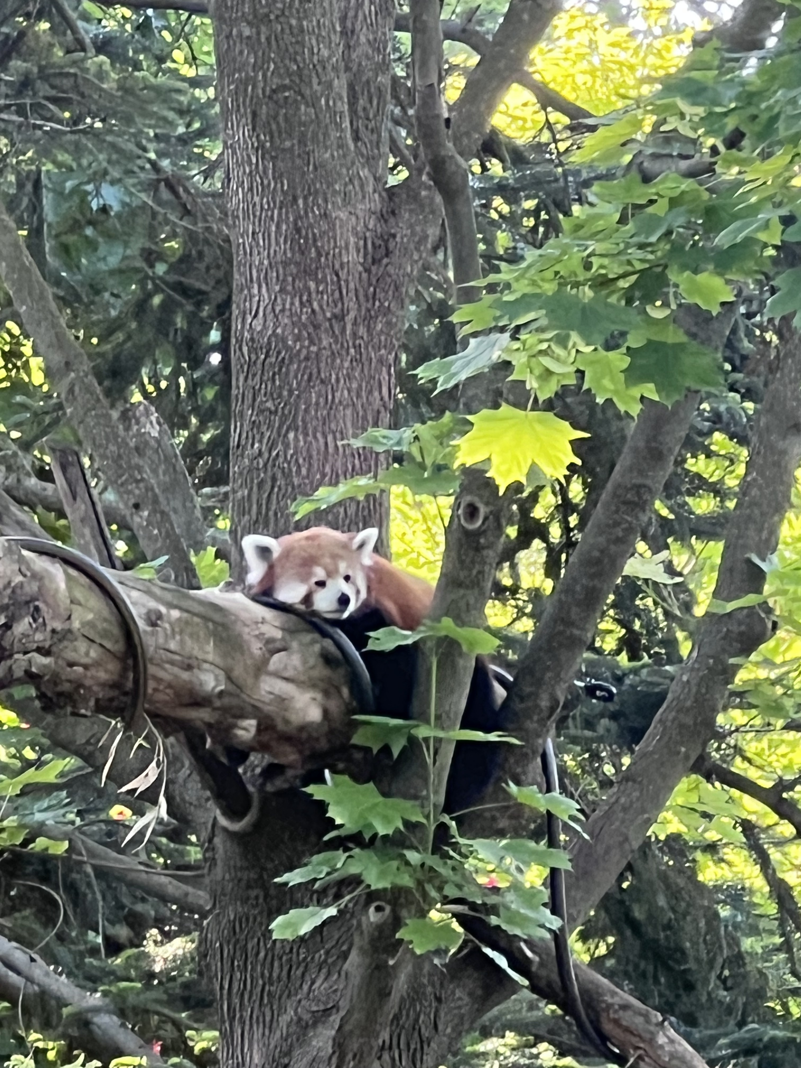 What trees are in your backyard? - Atlassian Community