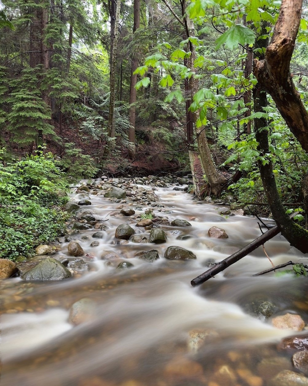 What trees are in your backyard? - Atlassian Community