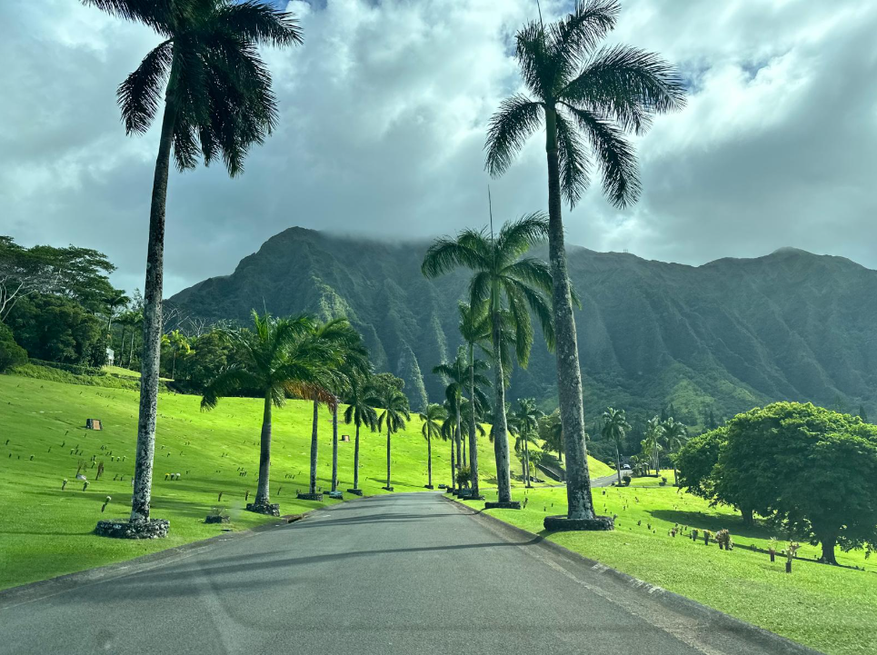 What trees are in your backyard? - Atlassian Community